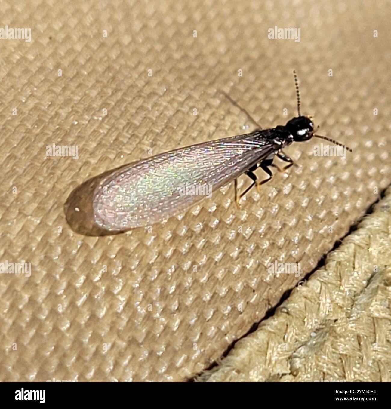 Western Subterranean Termite (Reticulitermes hesperus Stock Photo - Alamy