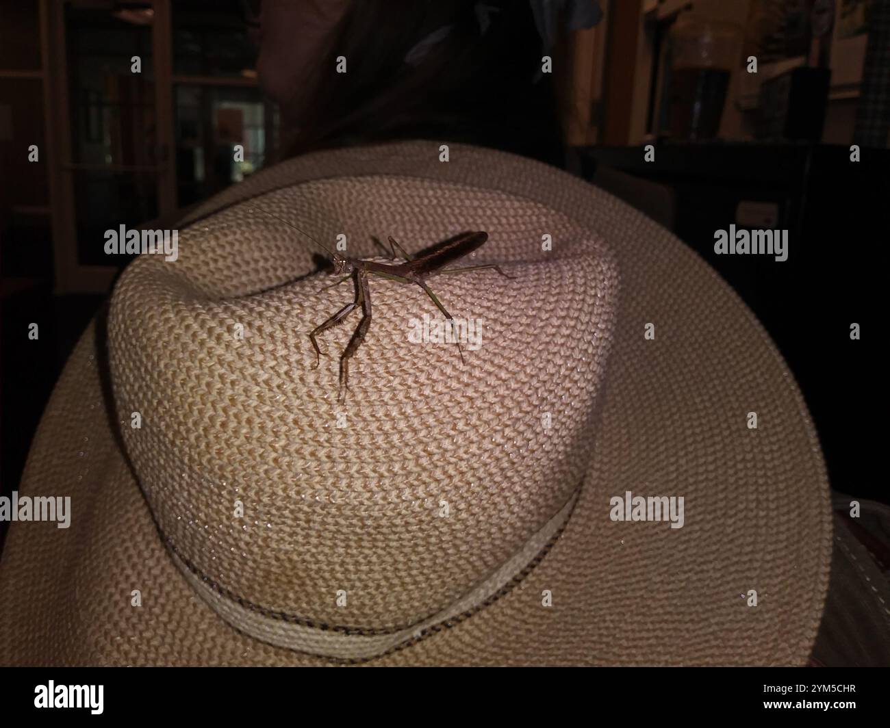 Larger Florida Mantis (Stagmomantis floridensis Stock Photo - Alamy