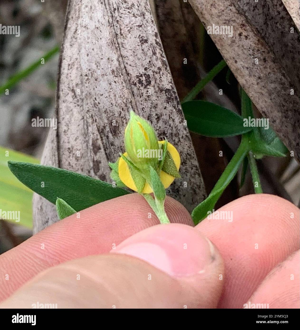 Rabbitbells (Crotalaria rotundifolia Stock Photo - Alamy