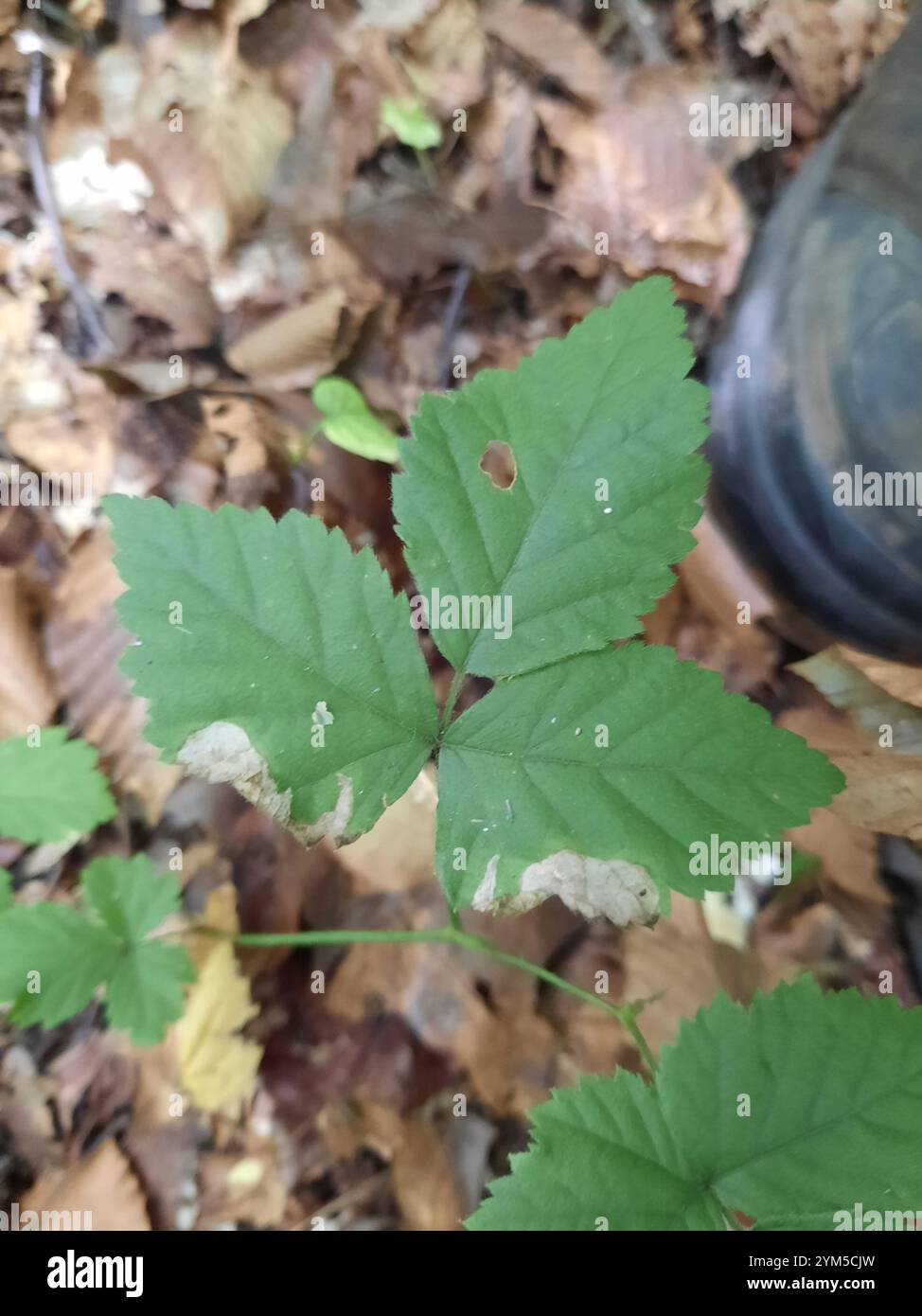 Common Dewberry (Rubus flagellaris Stock Photo - Alamy
