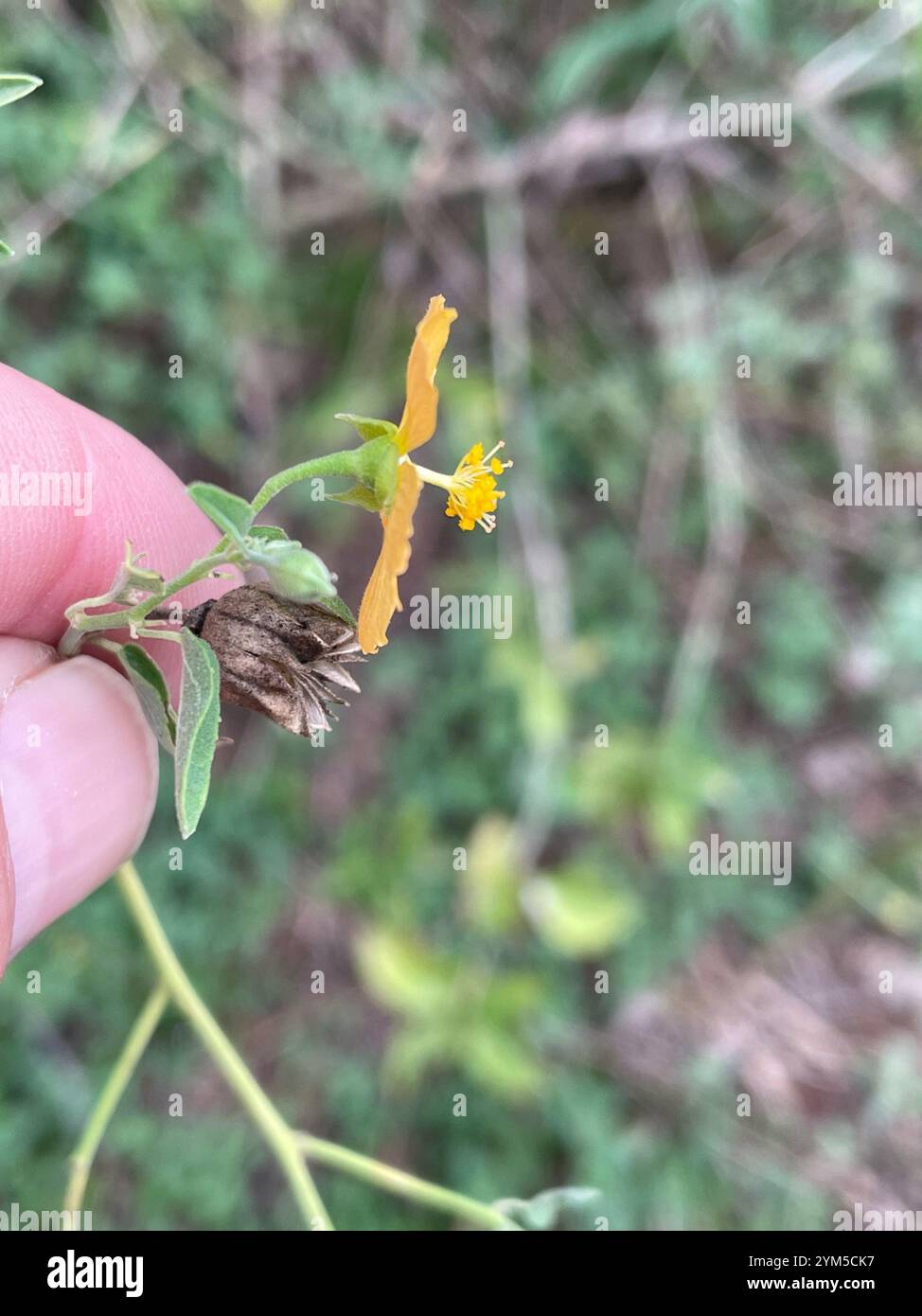 sweet Indian Mallow (Abutilon fruticosum Stock Photo - Alamy