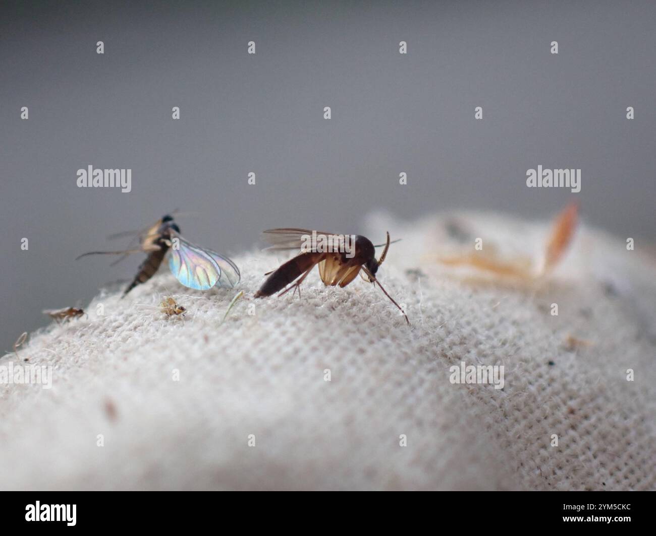 Fungus Gnats and Gall Midges (Sciaroidea Stock Photo - Alamy