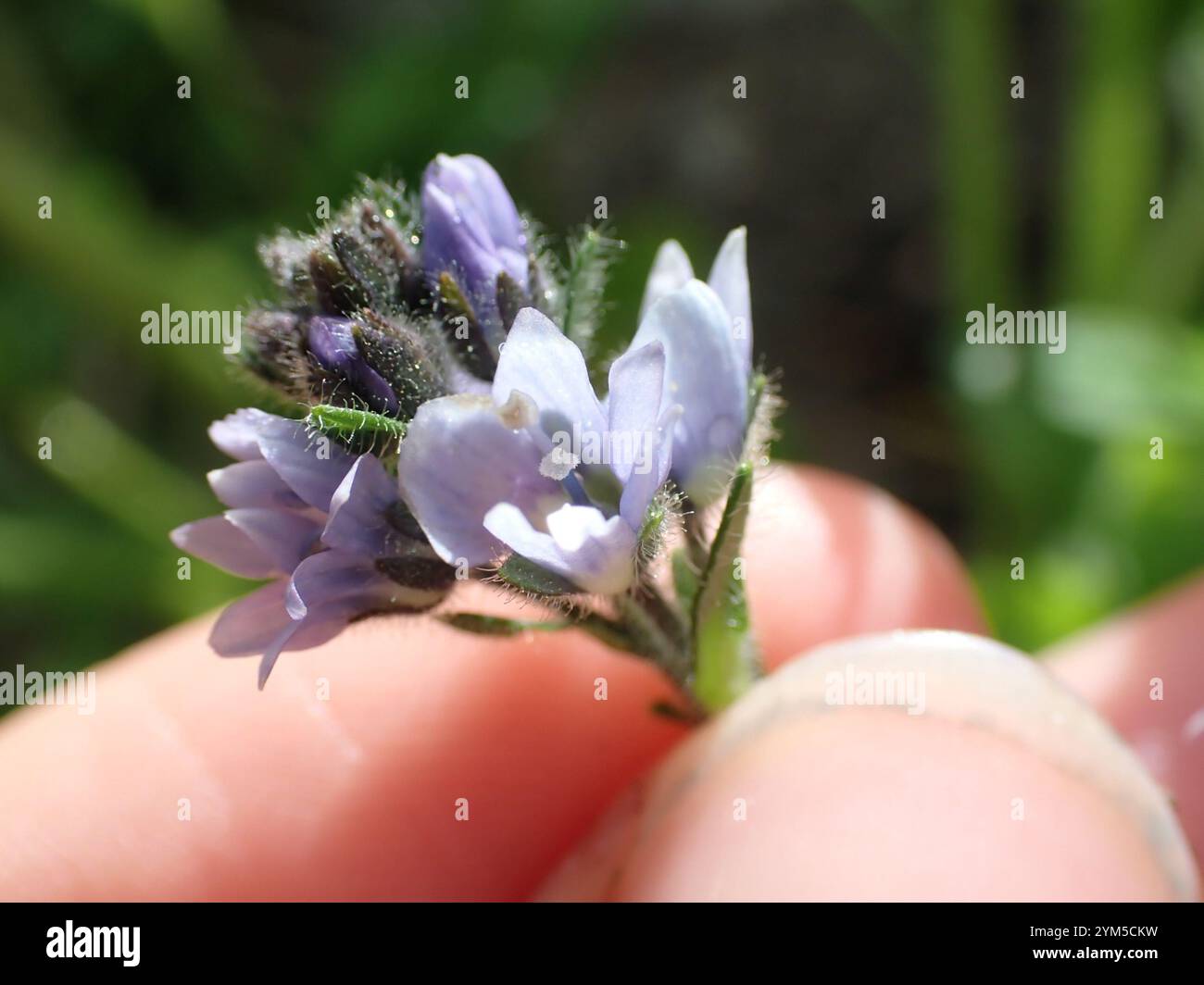 American alpine speedwell hi-res stock photography and images - Alamy
