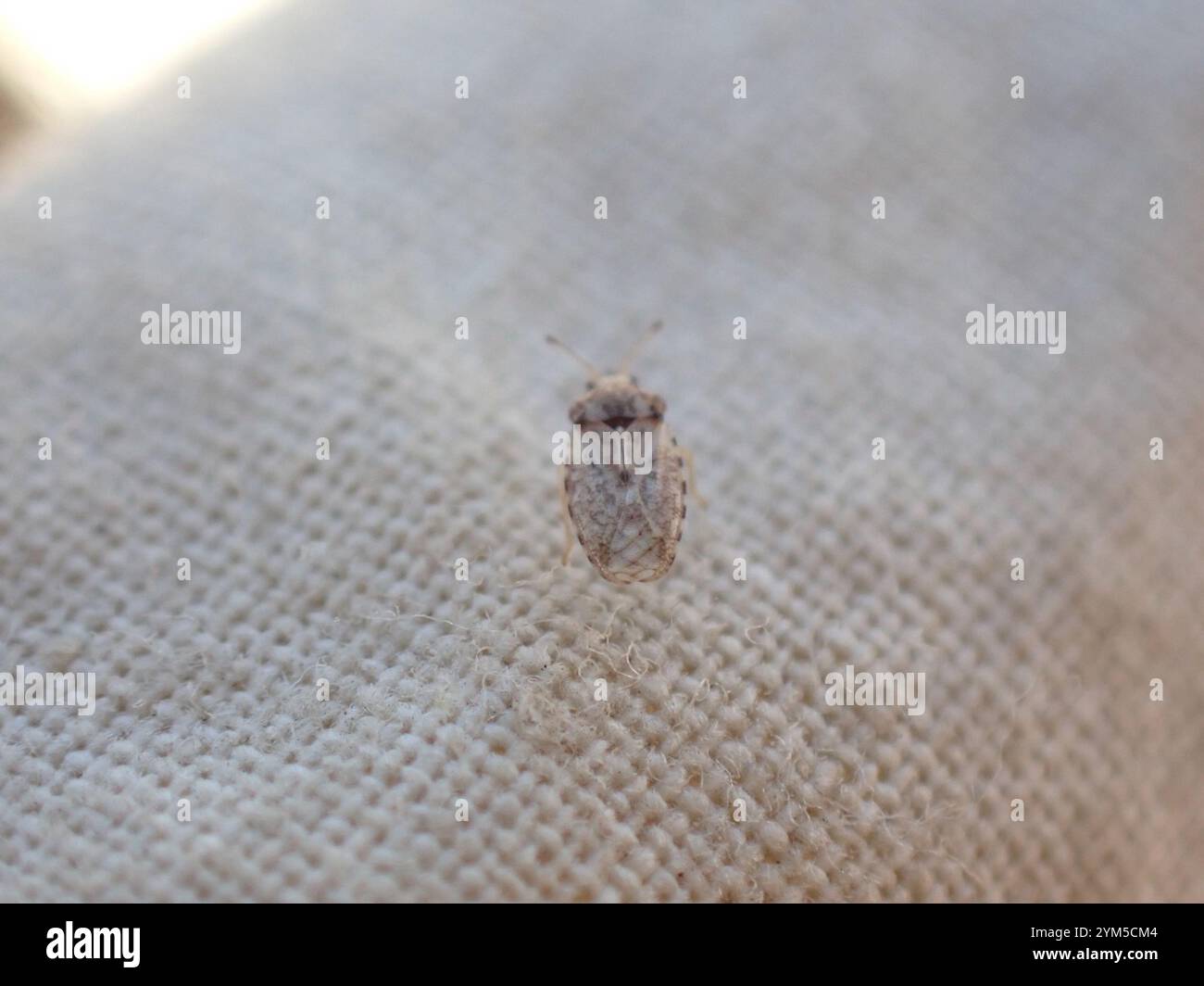 True Bugs (Heteroptera Stock Photo - Alamy
