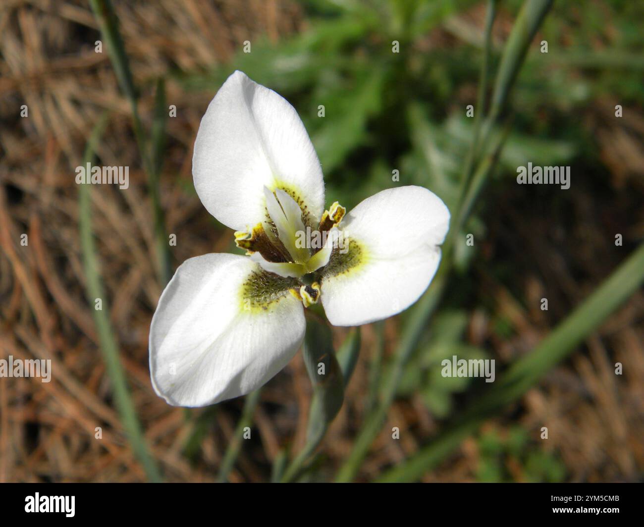 Moraea tricuspidata hi-res stock photography and images - Alamy