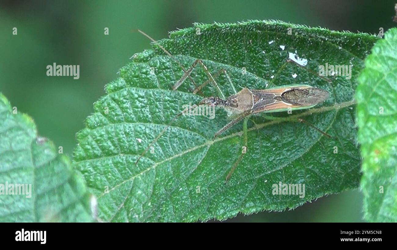 Leafhopper Assassin Bug (Zelus renardii Stock Photo - Alamy