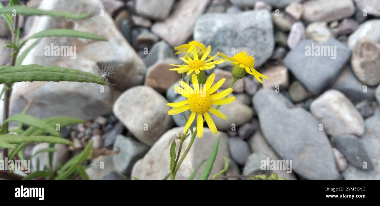 Madagascar Ragwort (Senecio madagascariensis Stock Photo - Alamy