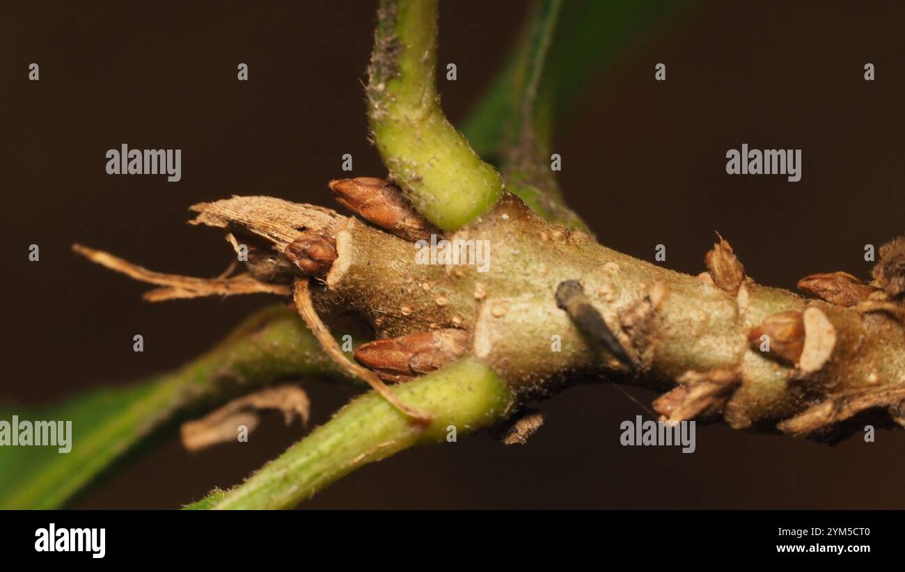 swamp white oak (Quercus bicolor Stock Photo - Alamy
