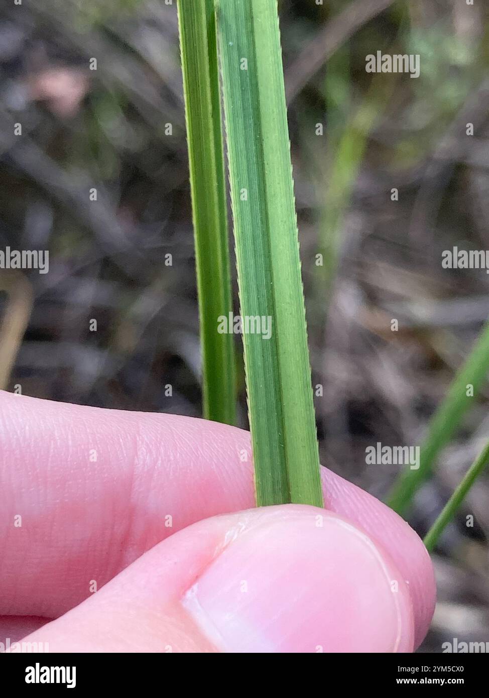 Jamaica swamp sawgrass (Cladium mariscus jamaicense Stock Photo - Alamy