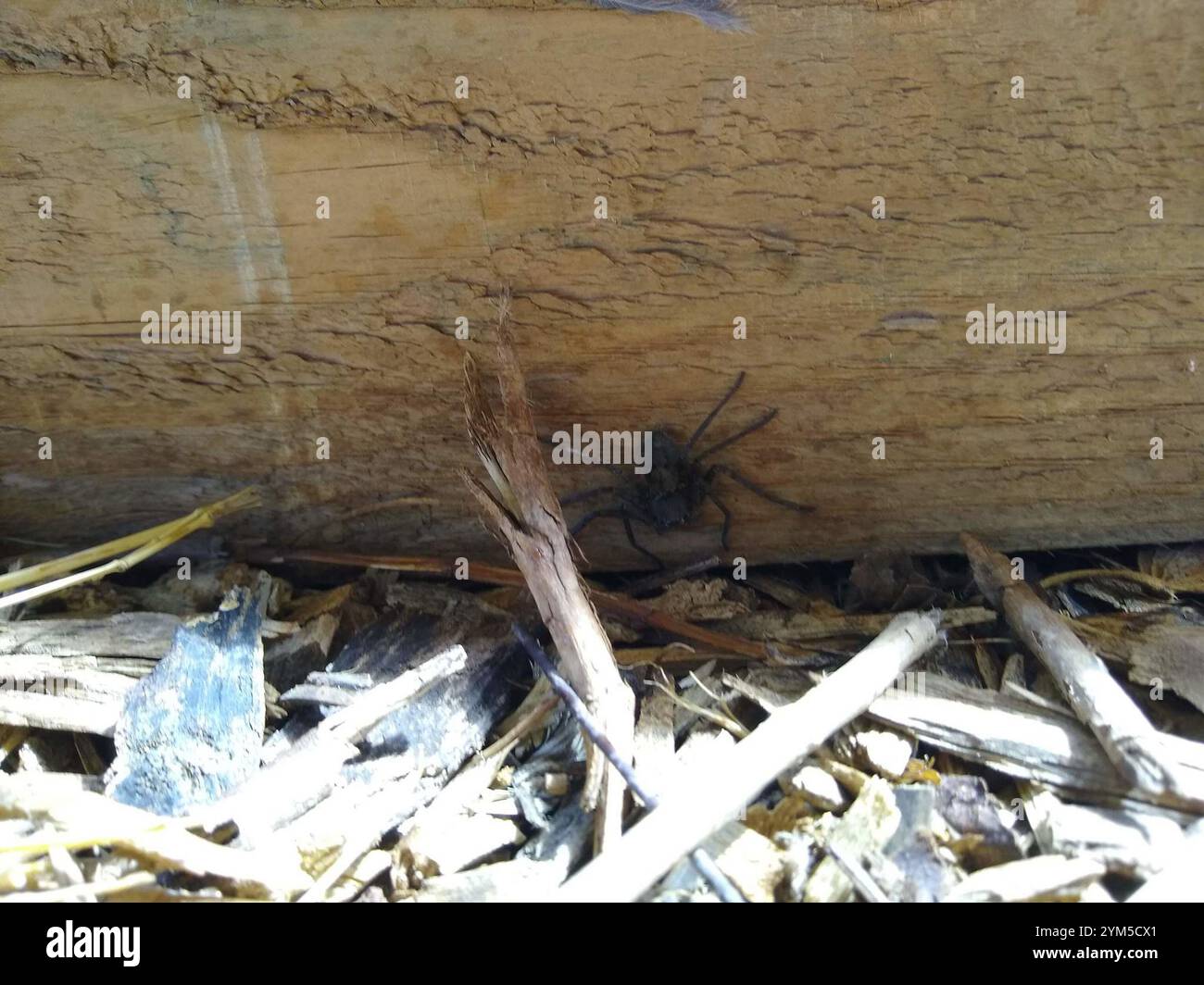 Pantropical huntsman spider hi-res stock photography and images - Alamy