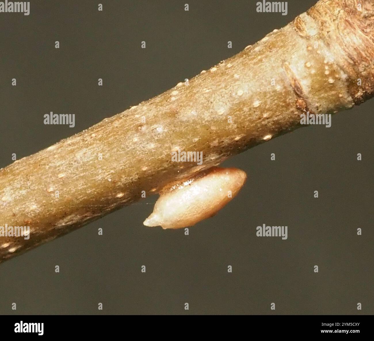 Winged and Once-winged Insects (Pterygota Stock Photo - Alamy