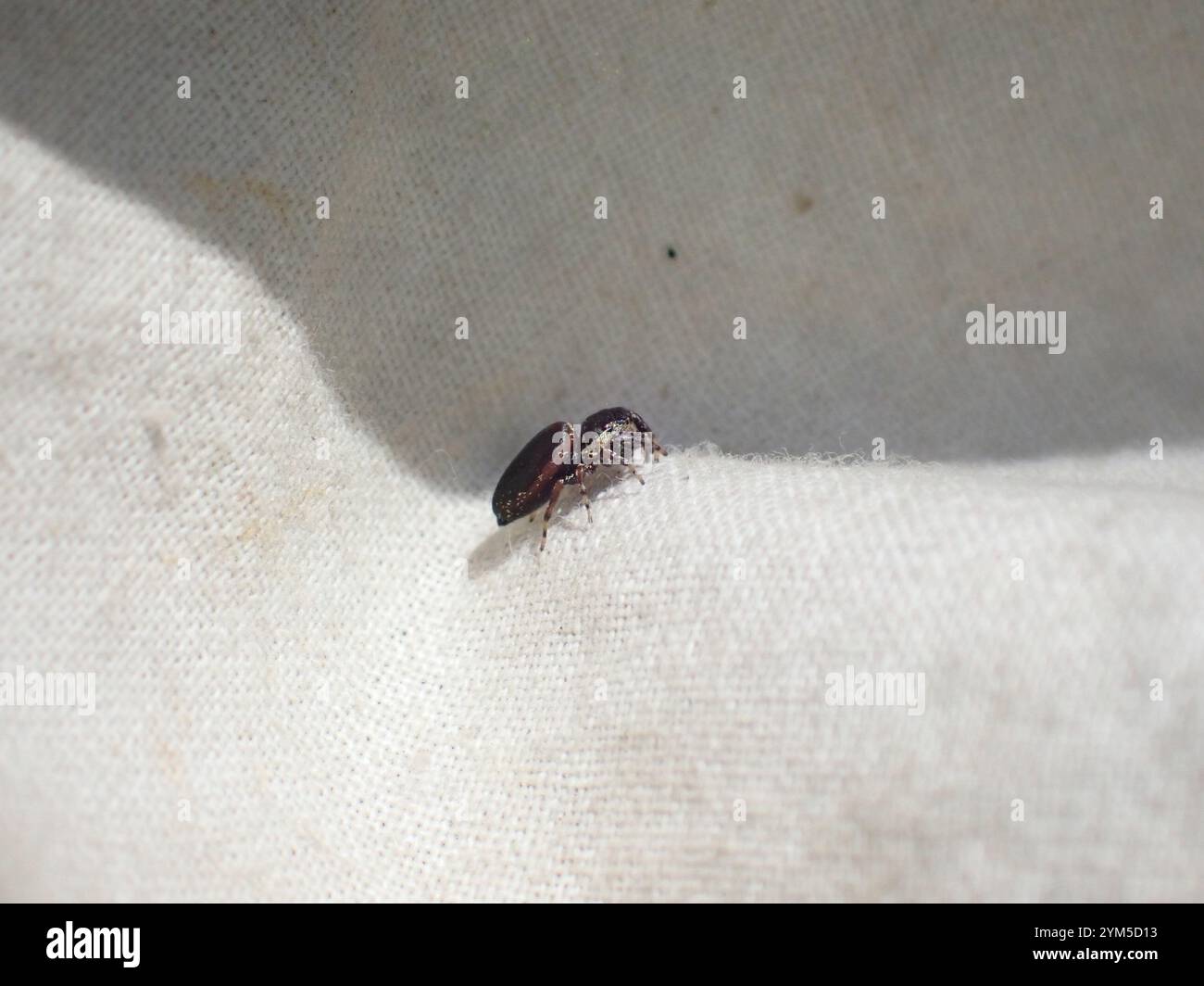 Leaf-beetle Jumping Spiders (Sassacus Stock Photo - Alamy
