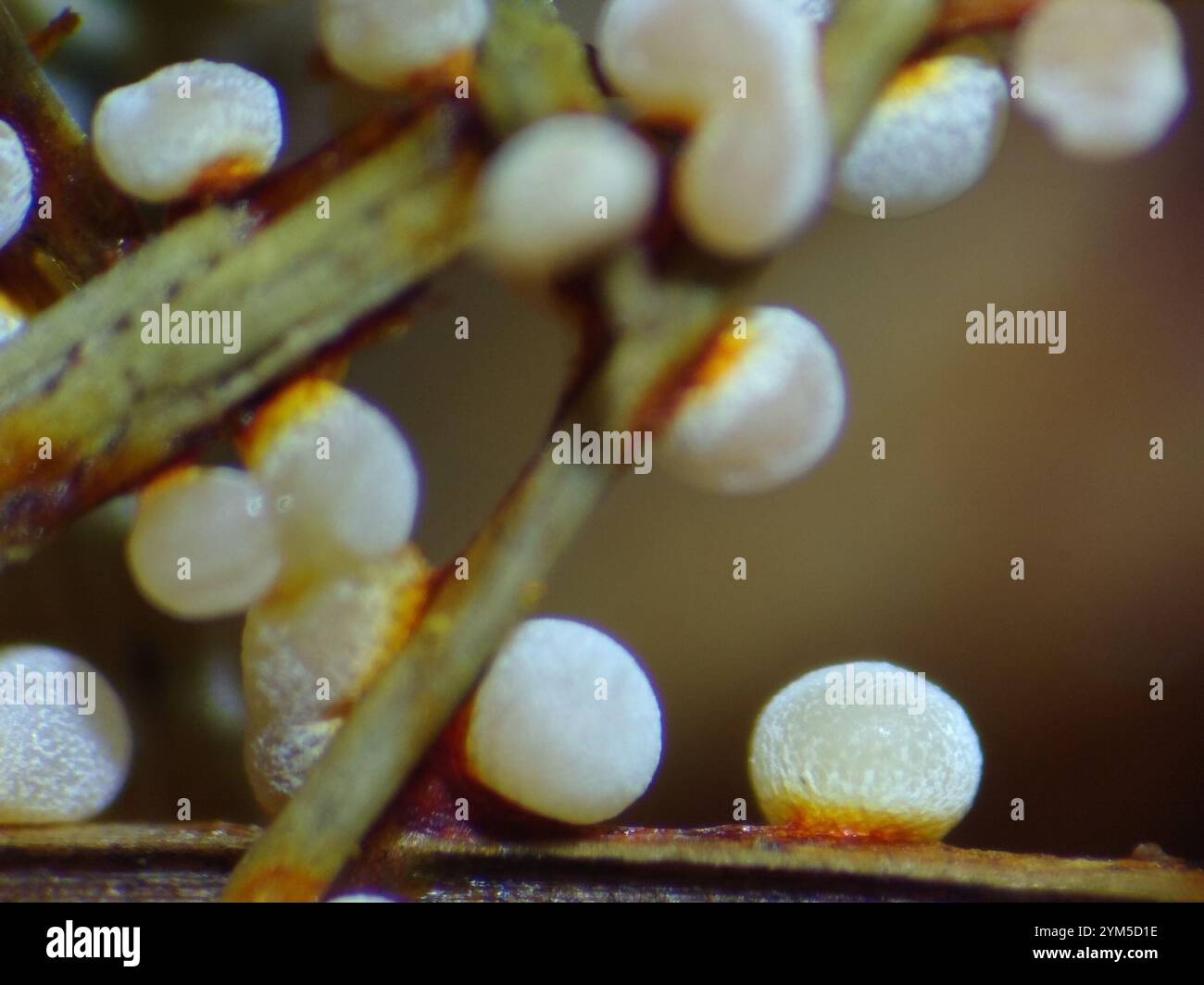 Badhamia panicea hi-res stock photography and images - Alamy