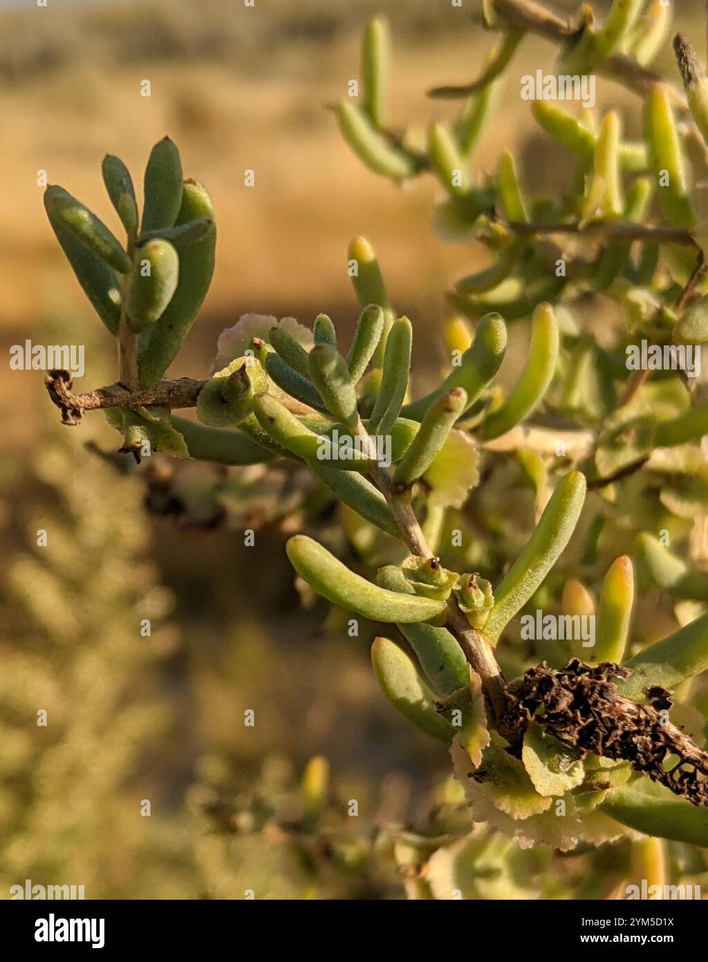 Sarcobatus vermiculatus hi-res stock photography and images - Alamy
