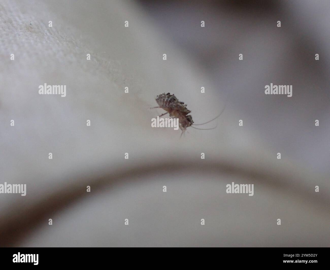 Barklice, Booklice, and Parasitic Lice (Psocodea Stock Photo - Alamy