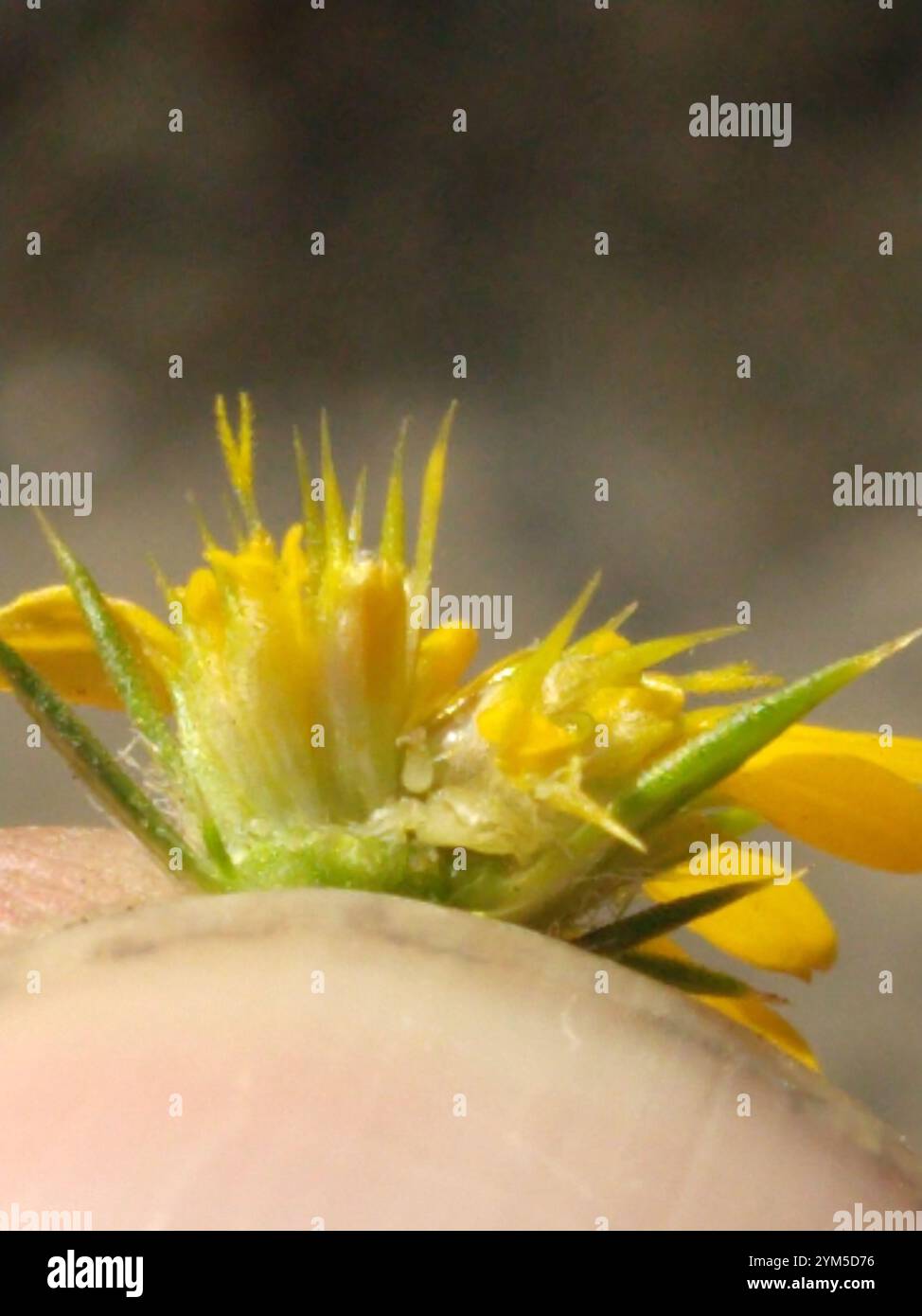 Common Spikeweed (Centromadia pungens pungens Stock Photo - Alamy