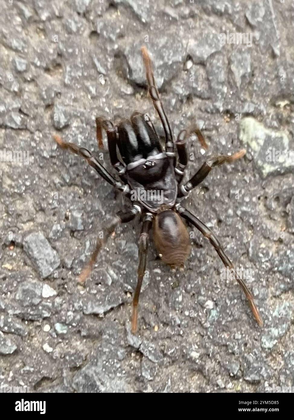 Purseweb Spider (Atypus affinis Stock Photo - Alamy