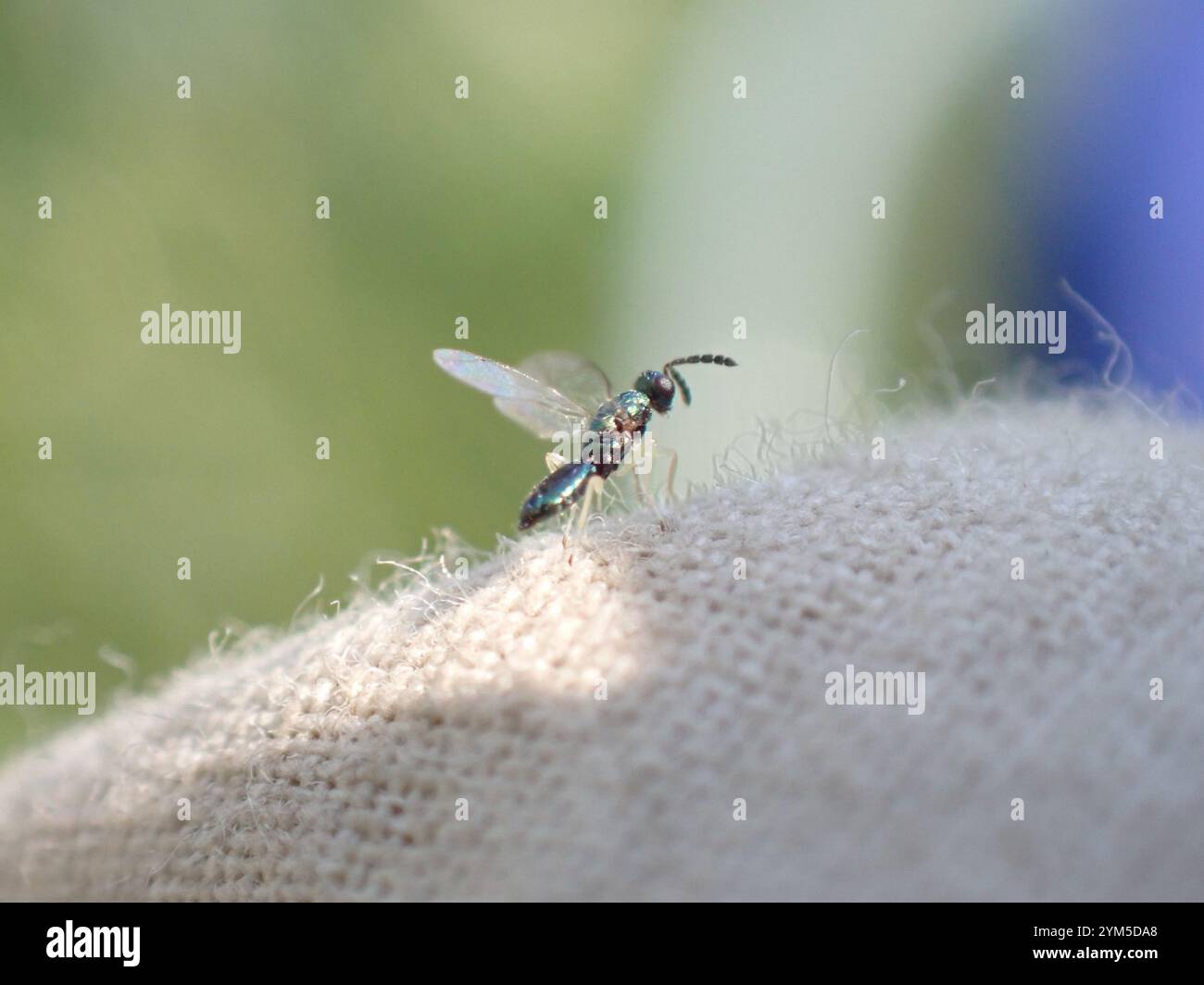 Chalcidoid Wasps (Chalcidoidea Stock Photo - Alamy