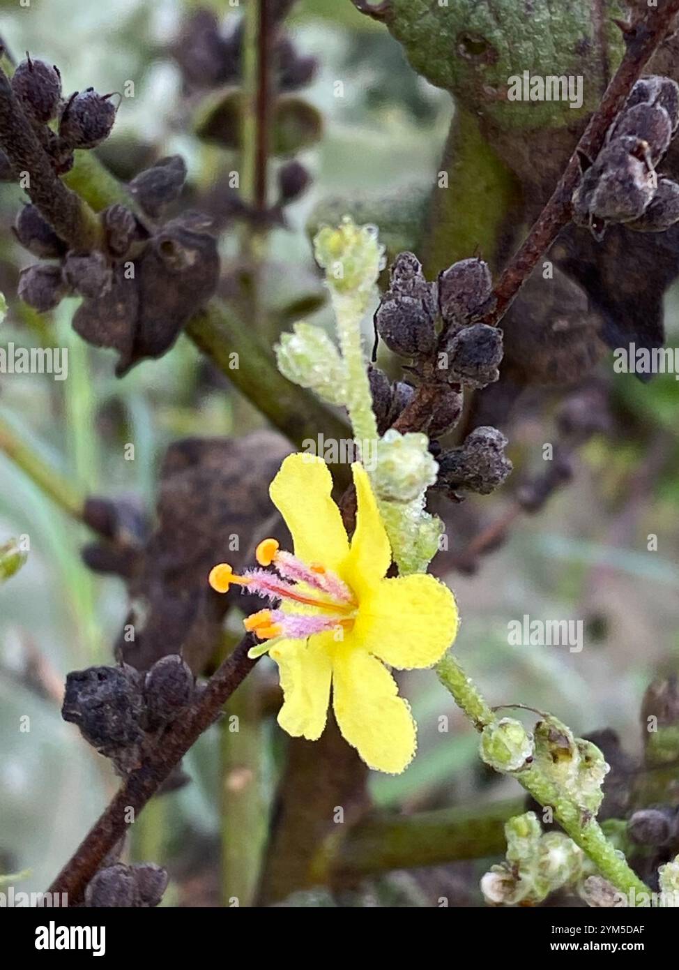 Mullein verbascum sinuatum hi-res stock photography and images - Alamy