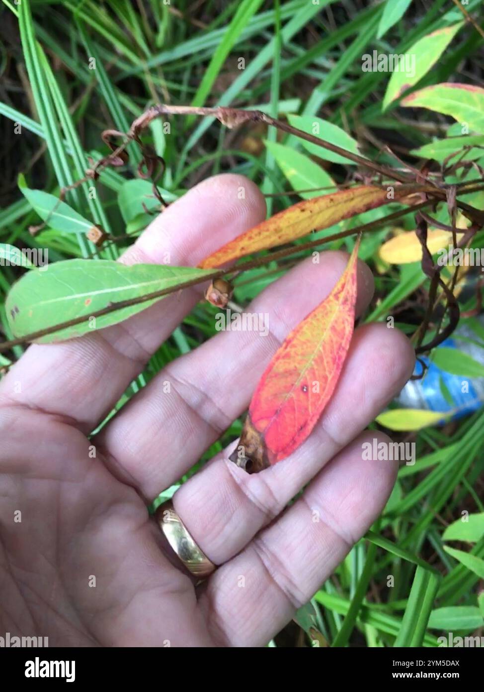 Seedbox (Ludwigia alternifolia Stock Photo - Alamy