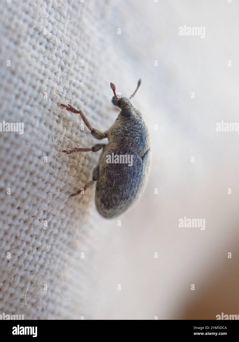 Lesser Knapweed Flower Weevil (Larinus minutus Stock Photo - Alamy