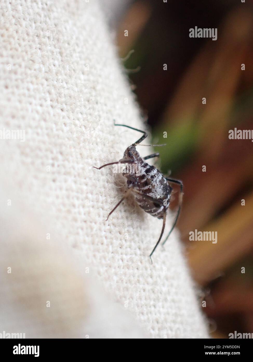 Giant Conifer Aphids (Cinara Stock Photo - Alamy