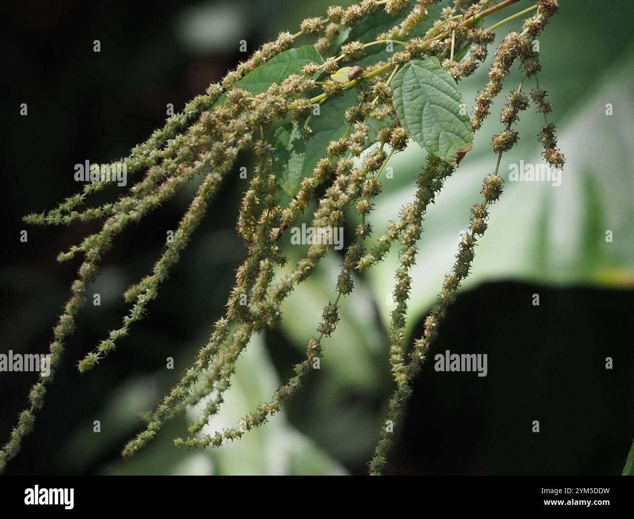 (Boehmeria zollingeriana podocarpa Stock Photo - Alamy