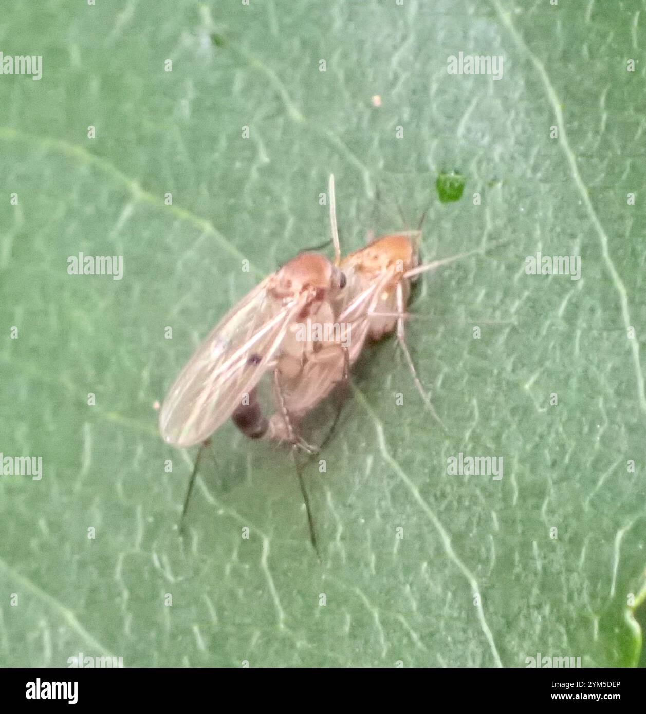 Fungus Gnats (Mycetophilidae Stock Photo - Alamy