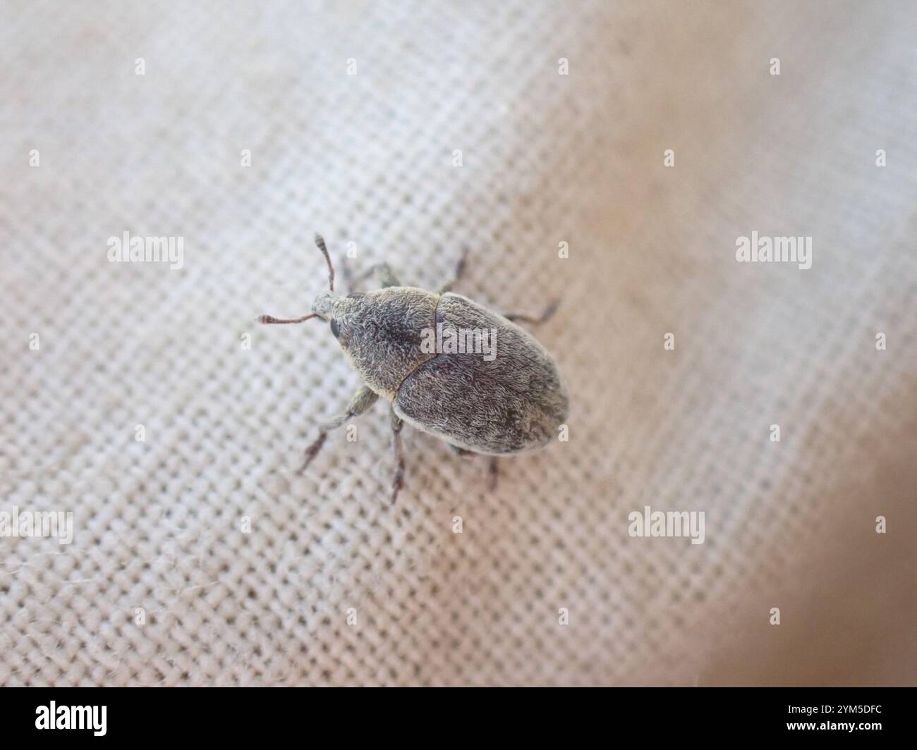 Lesser Knapweed Flower Weevil (Larinus minutus Stock Photo - Alamy