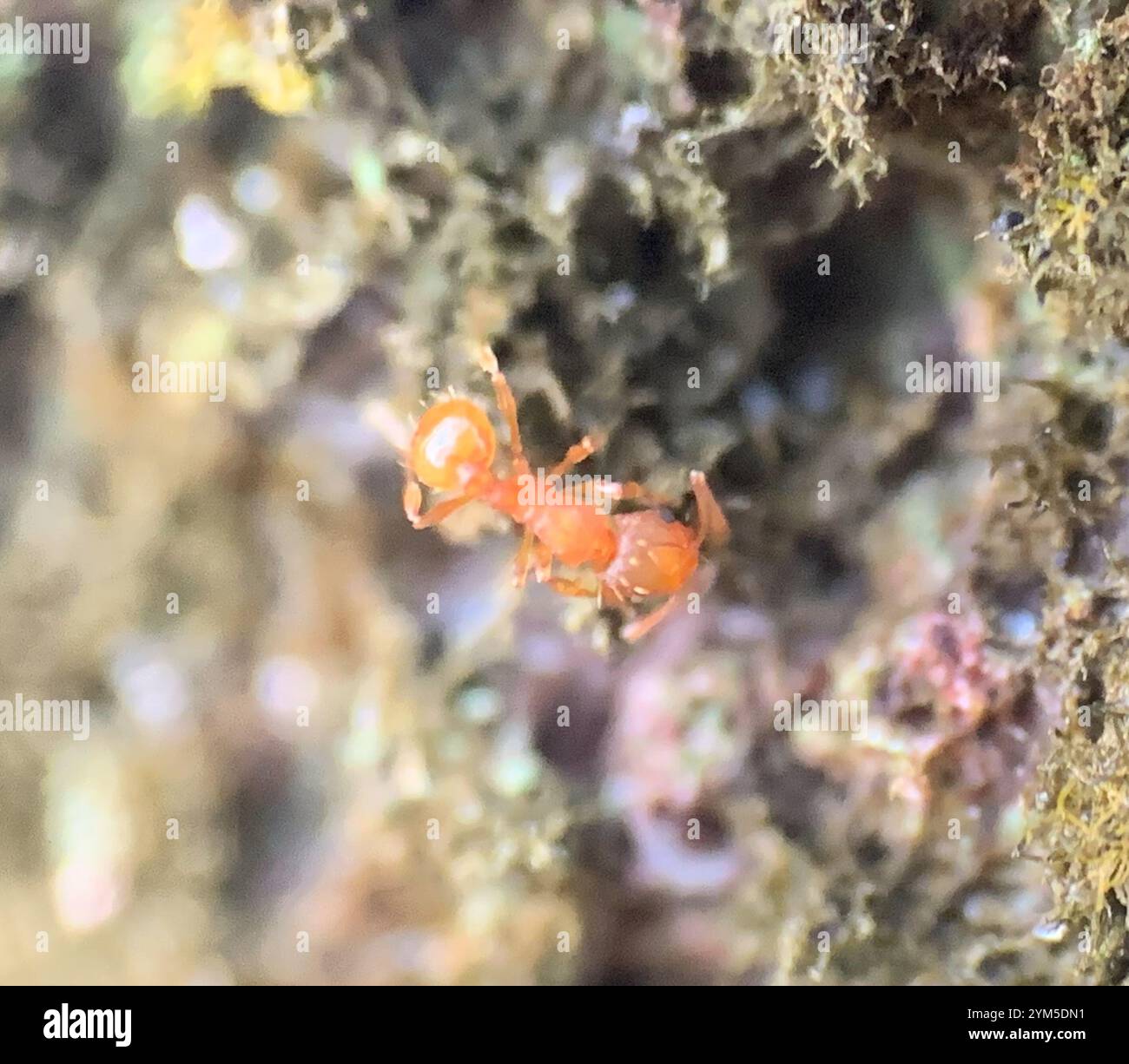 Little Fire Ant (Wasmannia auropunctata Stock Photo - Alamy