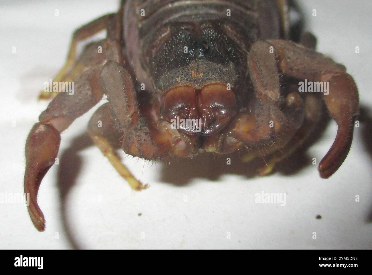 Transvaal Thicktail Scorpion (Parabuthus transvaalicus Stock Photo - Alamy