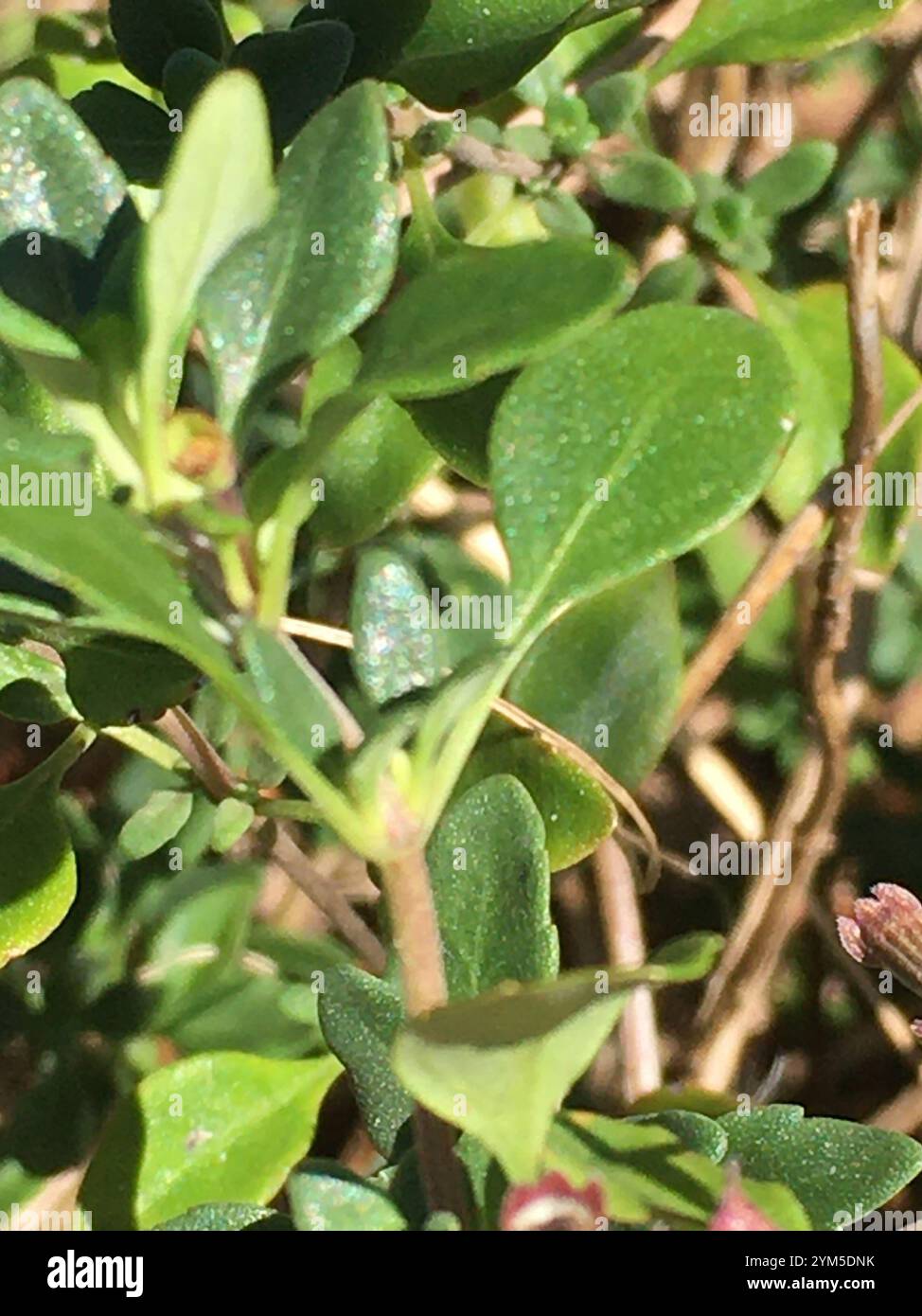 Georgia calamint (Clinopodium carolinianum Stock Photo - Alamy