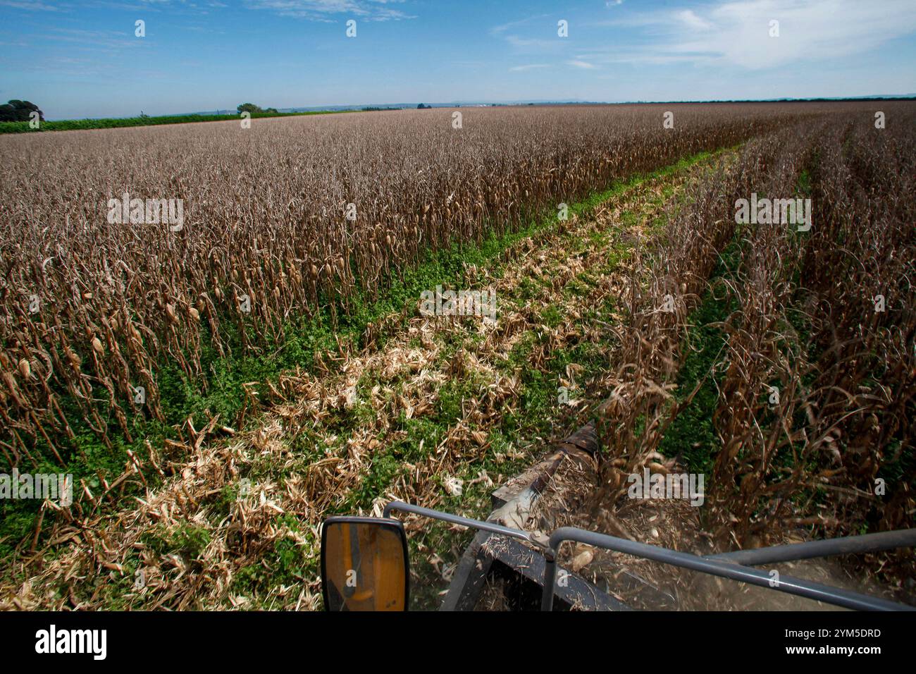 dried corn field ready for harvest Stock Photo - Alamy