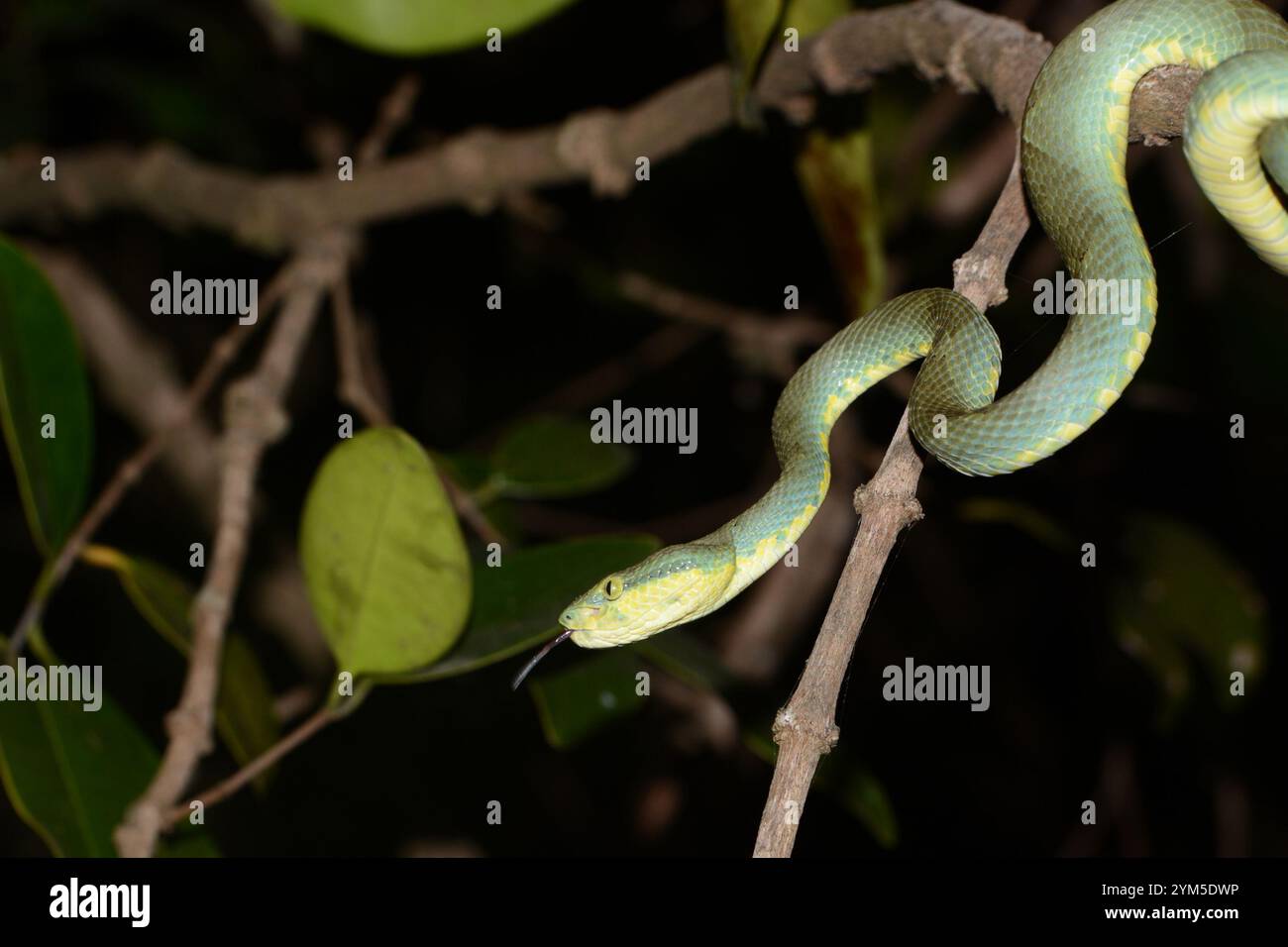 Common Bamboo Viper (Craspedocephalus gramineus Stock Photo - Alamy