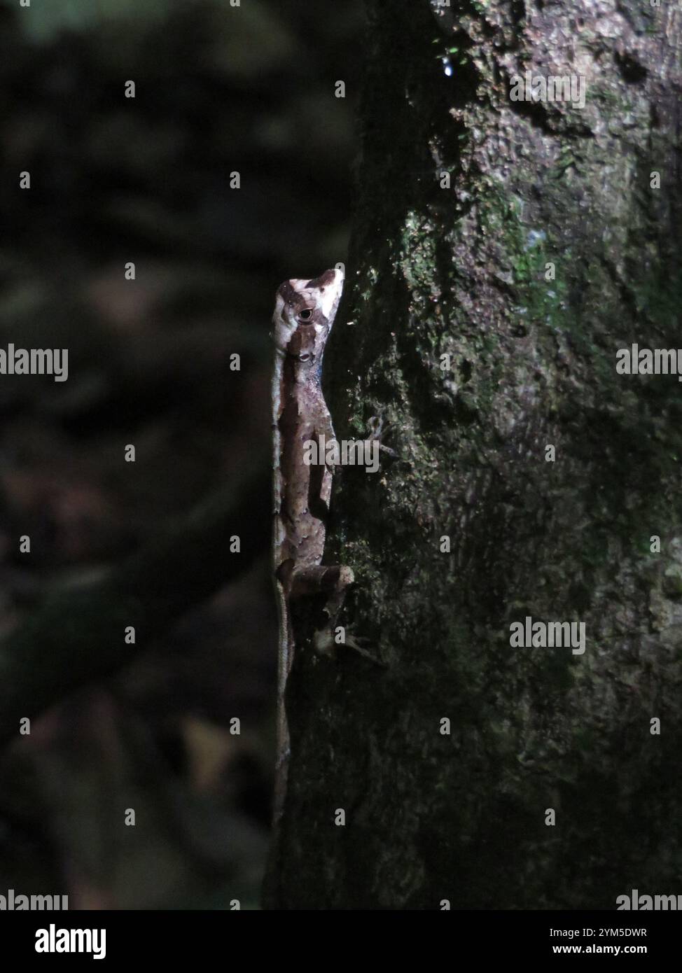 Goldenscale Anole (Anolis chrysolepis Stock Photo - Alamy