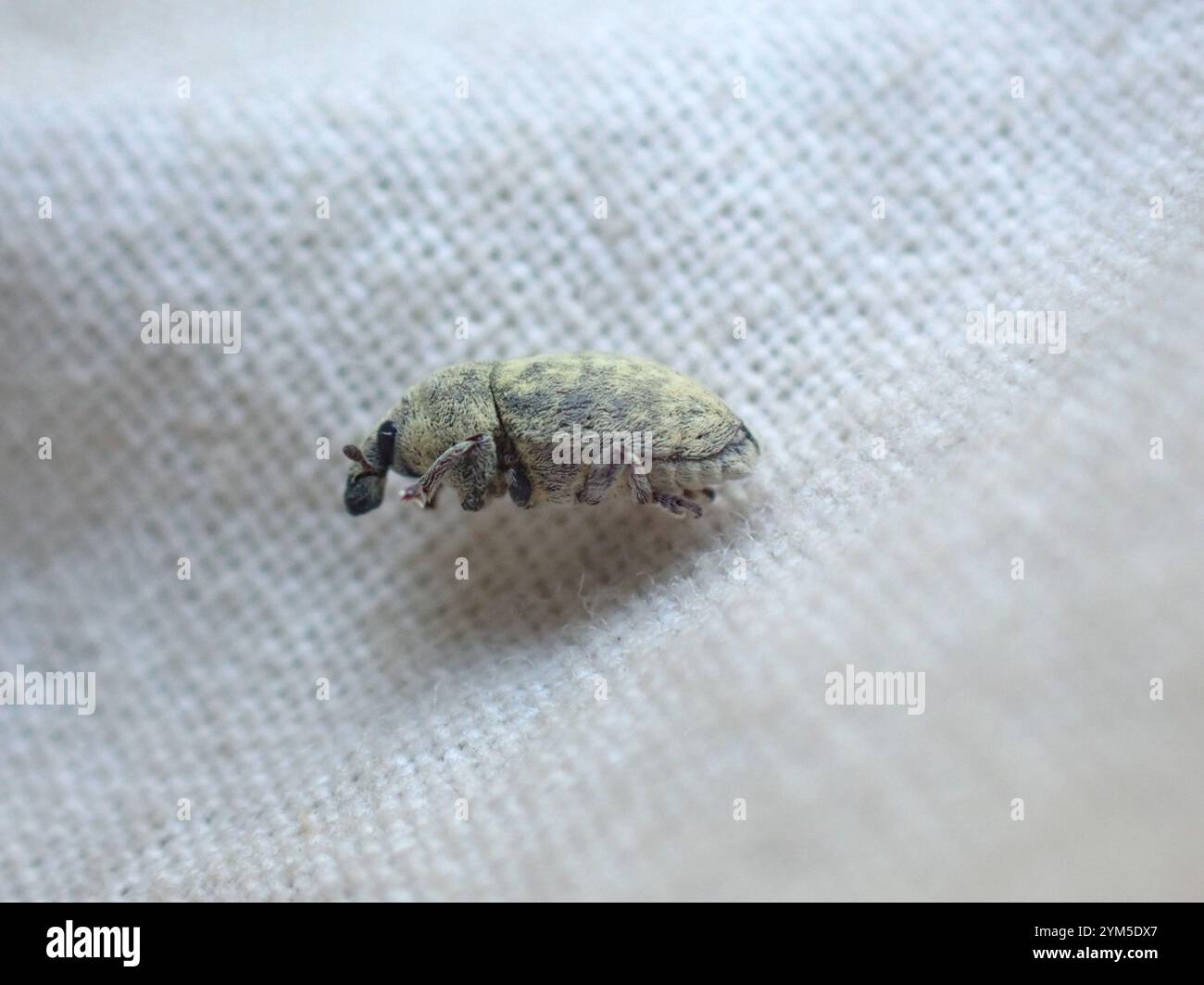 Lesser Knapweed Flower Weevil (Larinus minutus Stock Photo - Alamy