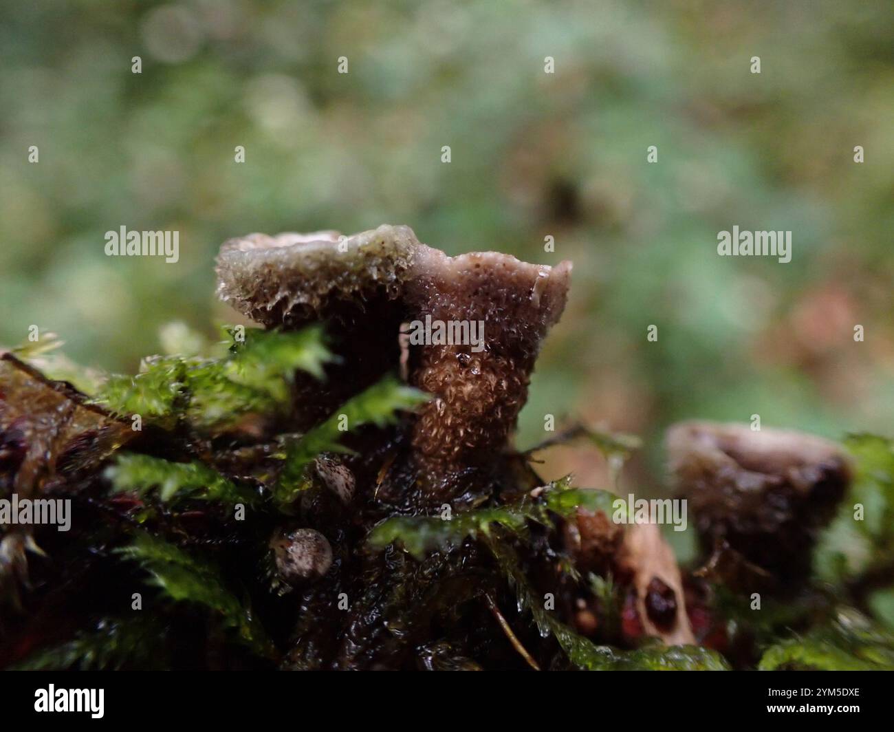 jellied bird's nest fungus (Nidula candida Stock Photo - Alamy