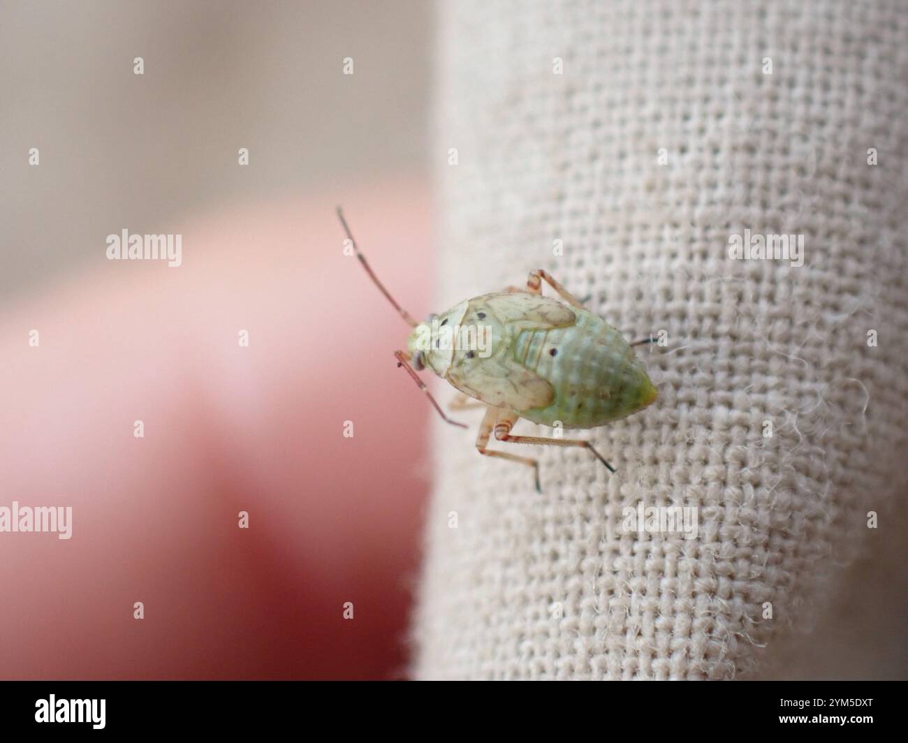 True Bugs (Heteroptera Stock Photo - Alamy