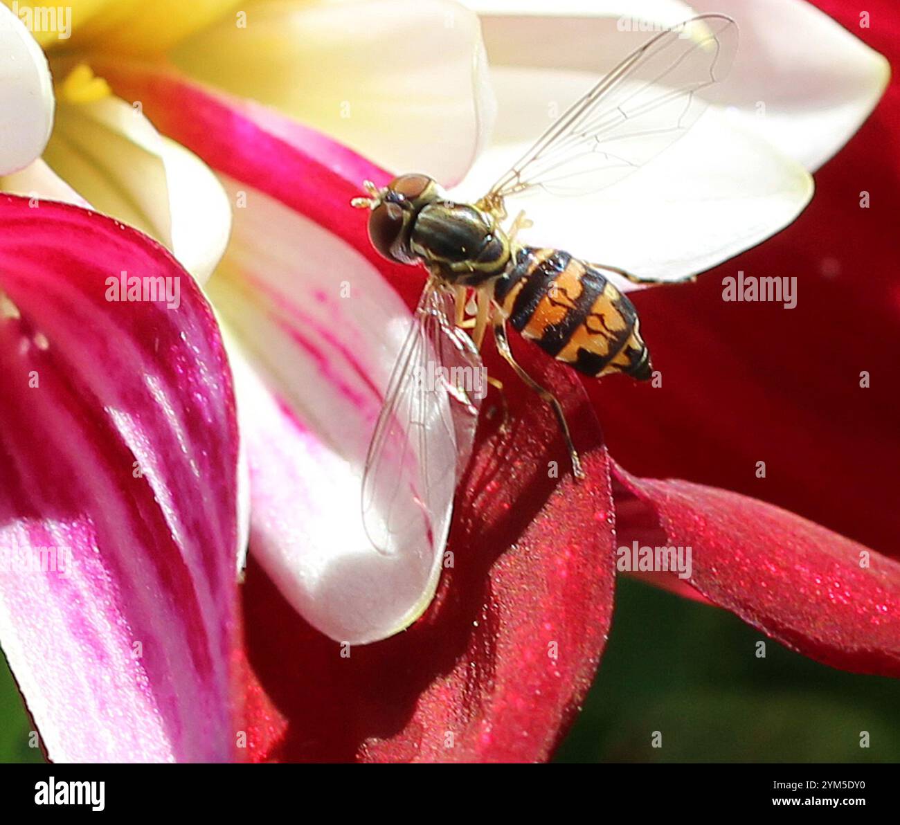 Eastern Calligrapher (Toxomerus geminatus Stock Photo - Alamy