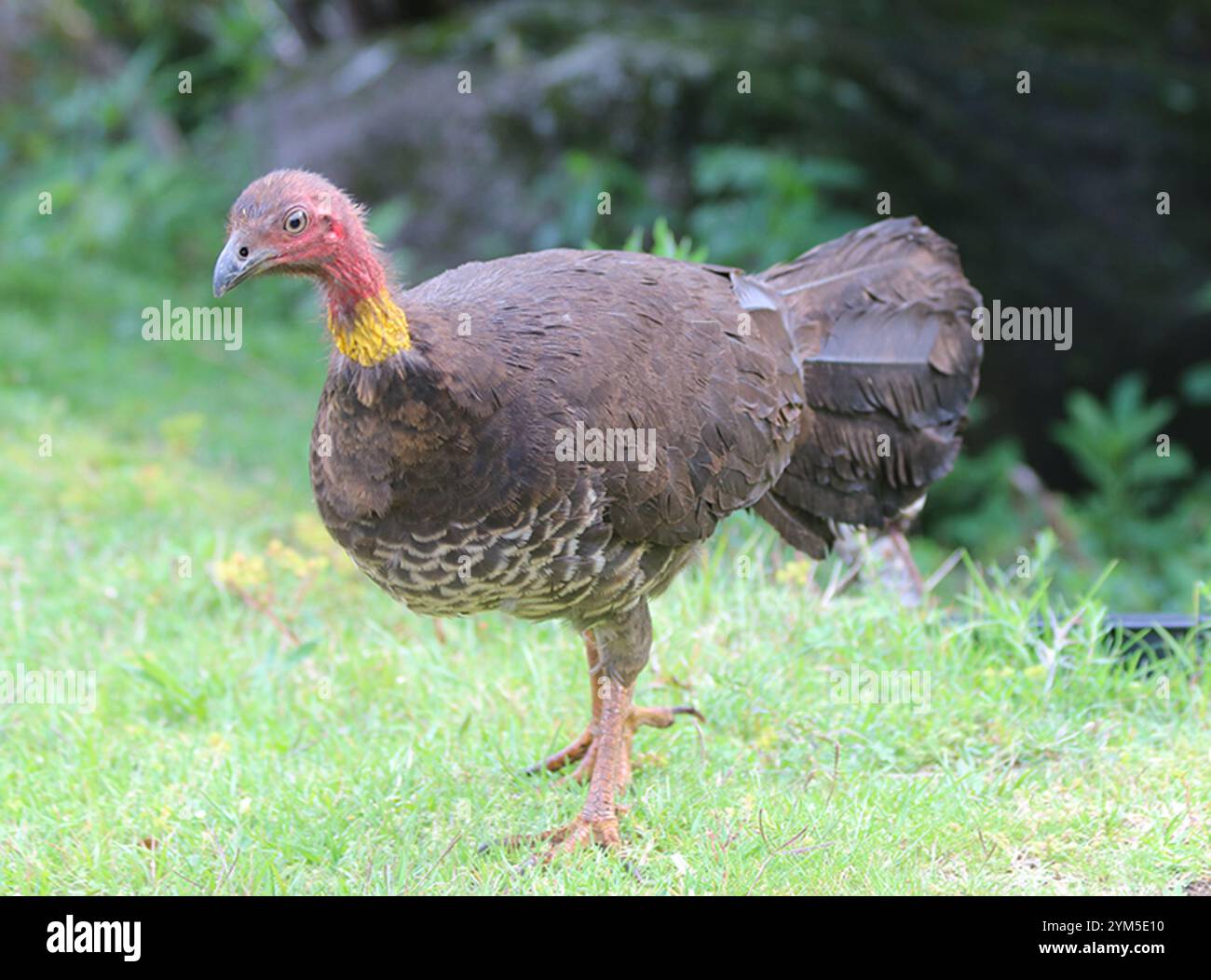 Australian Brushturkey (Alectura lathami Stock Photo - Alamy