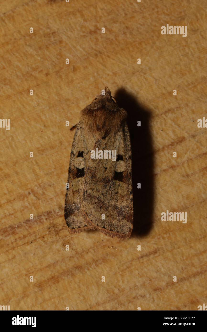 Ingrailed Clay (Diarsia mendica Stock Photo - Alamy