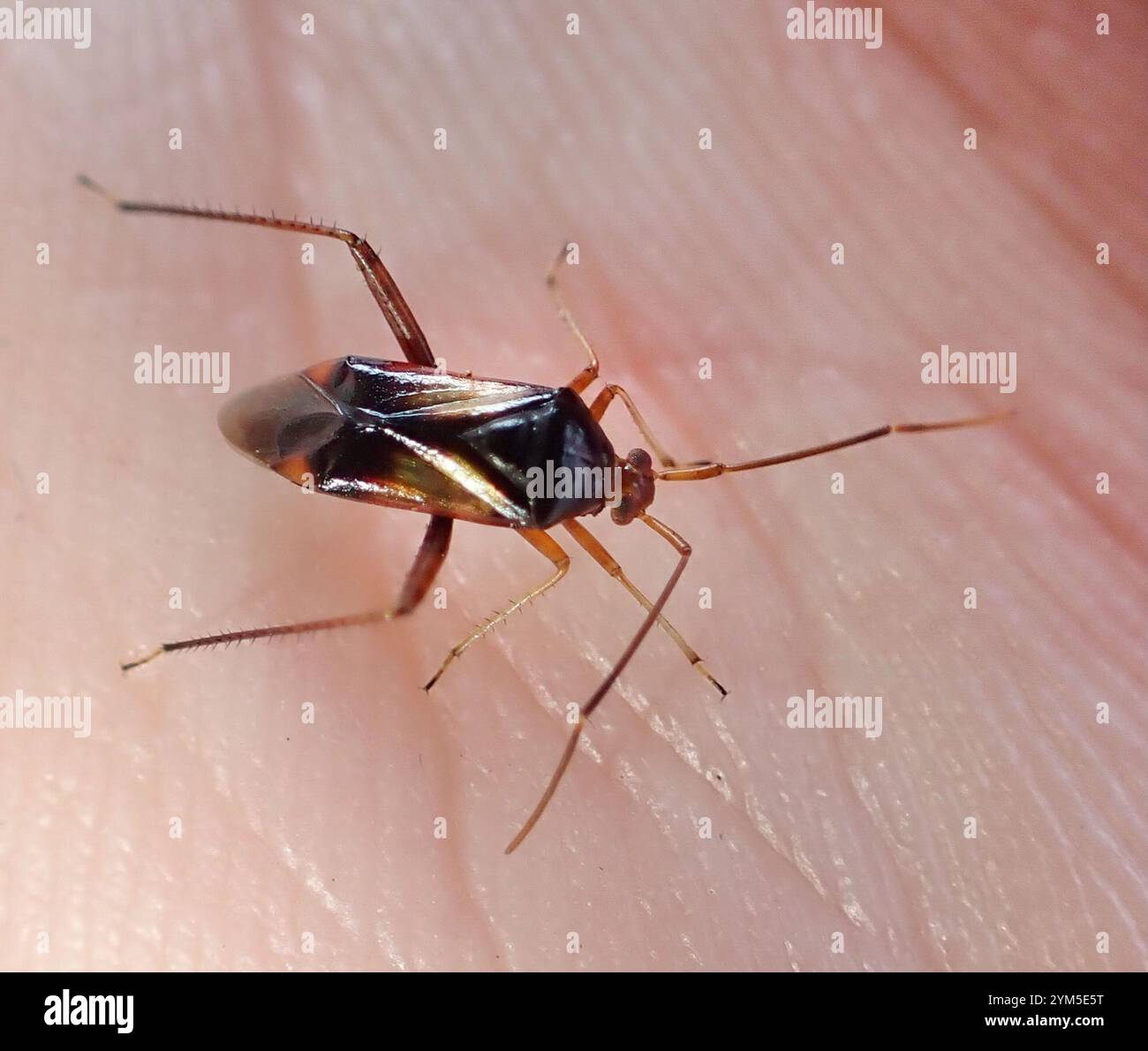 oak plant bug (Megacoelum infusum Stock Photo - Alamy