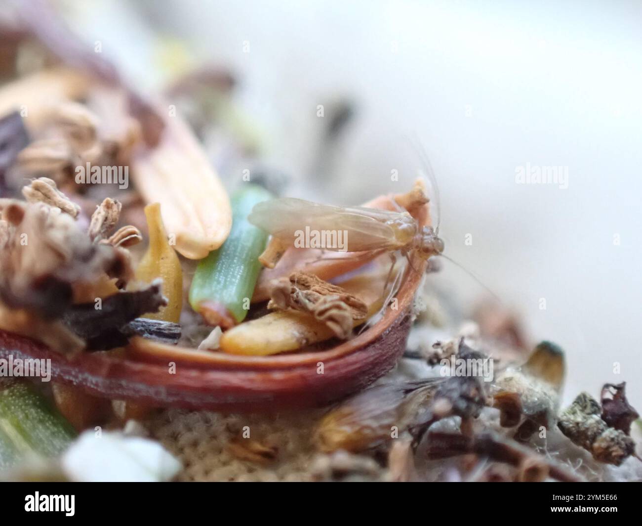 Barklice, Booklice, and Parasitic Lice (Psocodea Stock Photo - Alamy