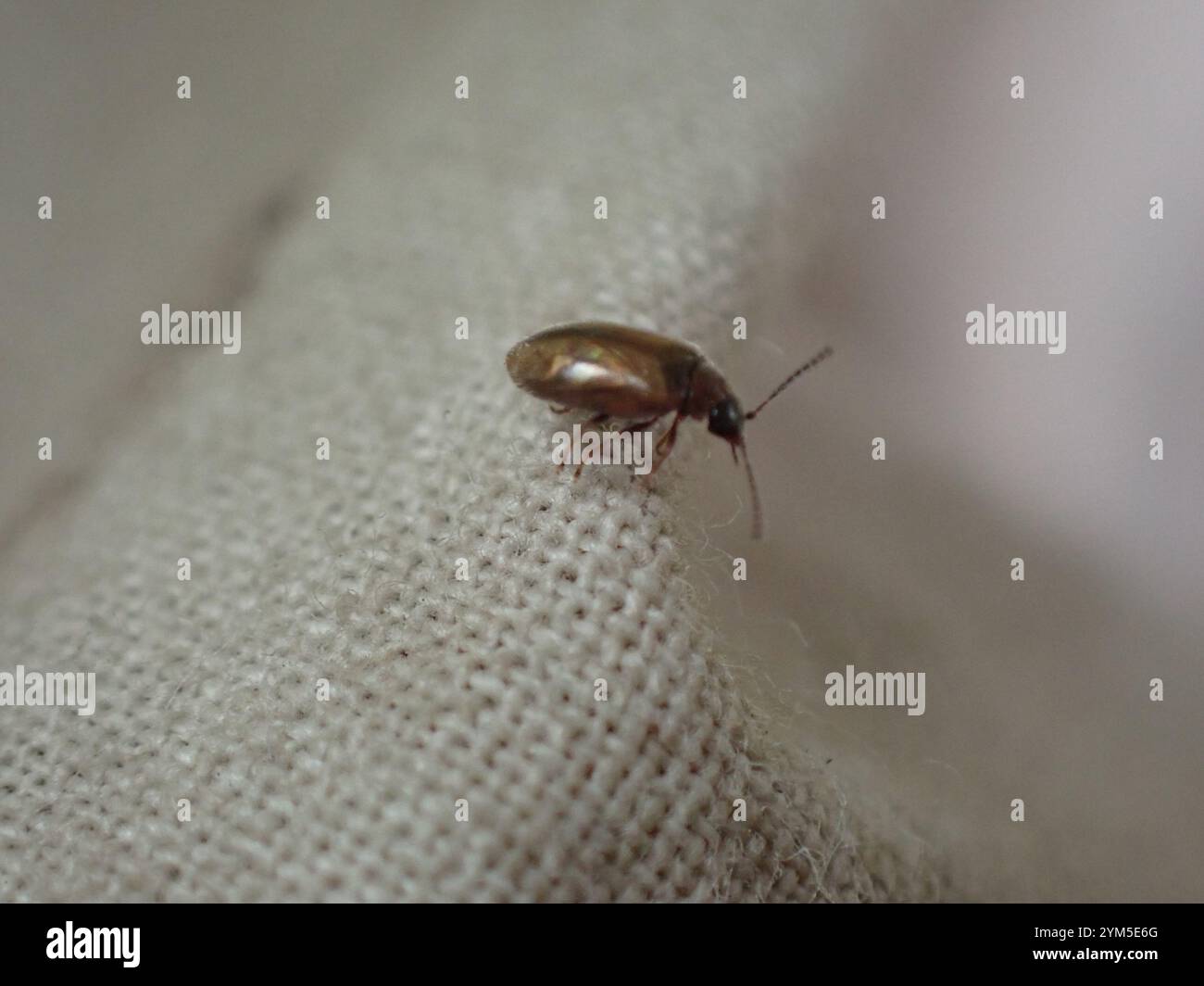 Marsh Beetles (Scirtidae Stock Photo - Alamy