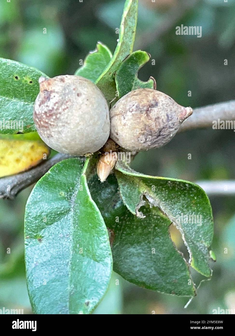 Bullet-Gall Wasp (Heteroecus malus Stock Photo - Alamy