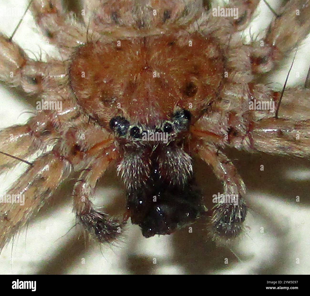 Crescent-eyed Spiders (Selenops Stock Photo - Alamy