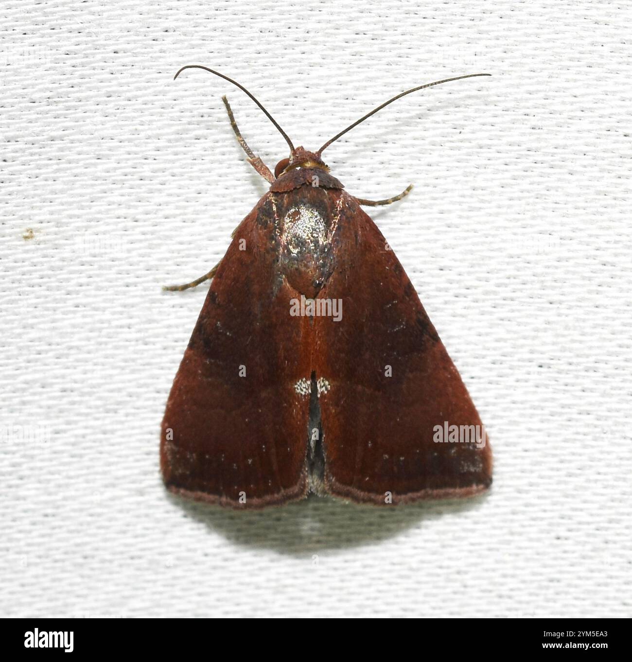 Wedgling Moth (Galgula partita Stock Photo - Alamy
