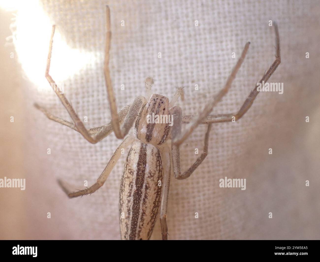 Slender Crab Spiders (Tibellus Stock Photo - Alamy