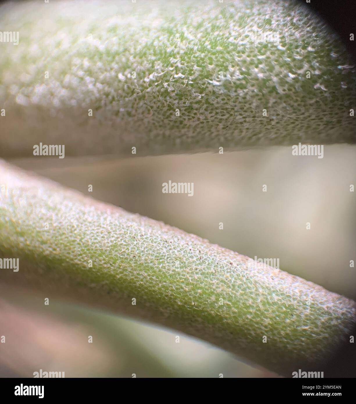 Manatee River airplant (Tillandsia simulata Stock Photo - Alamy