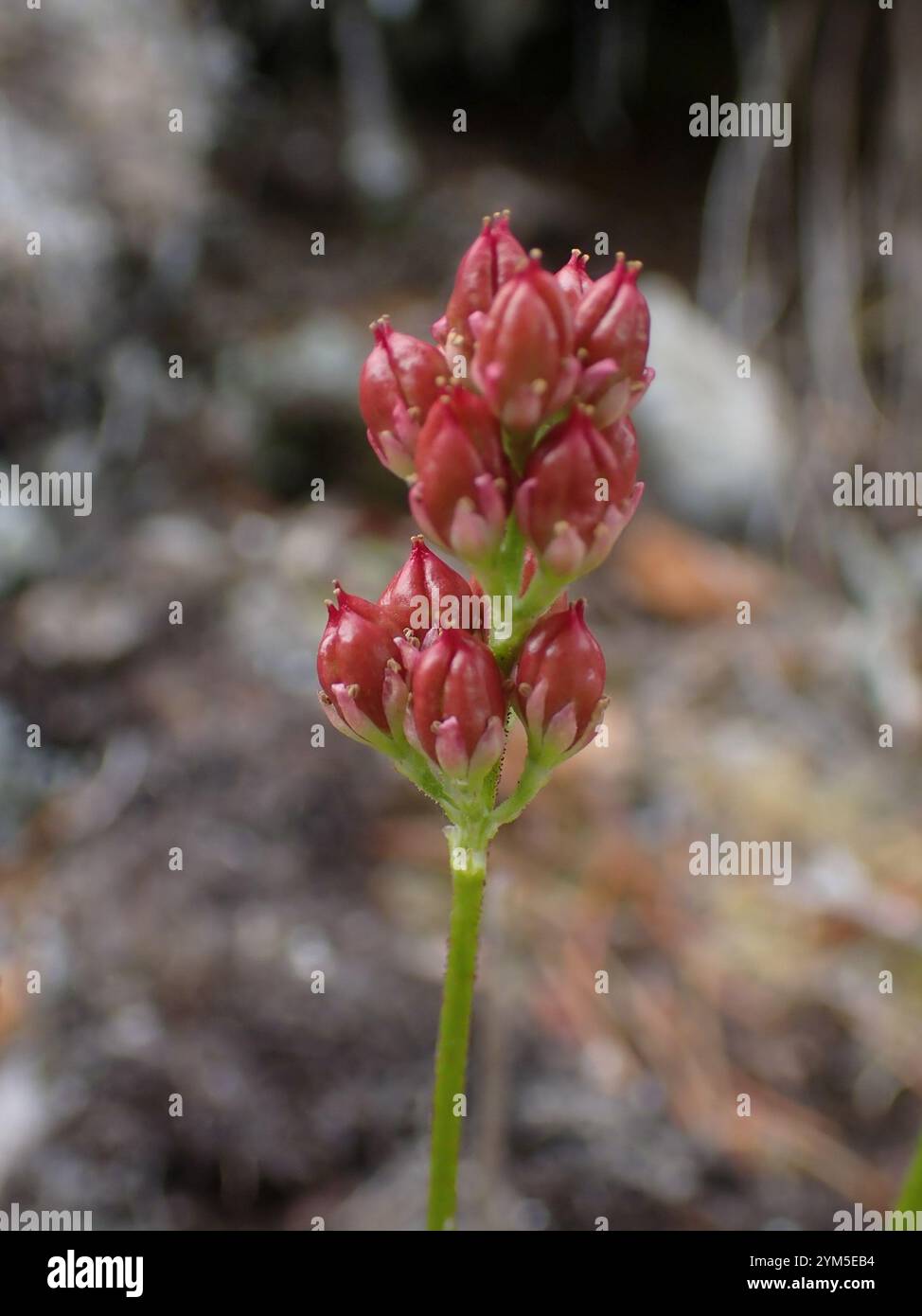 Sticky False Asphodel (Triantha glutinosa Stock Photo - Alamy